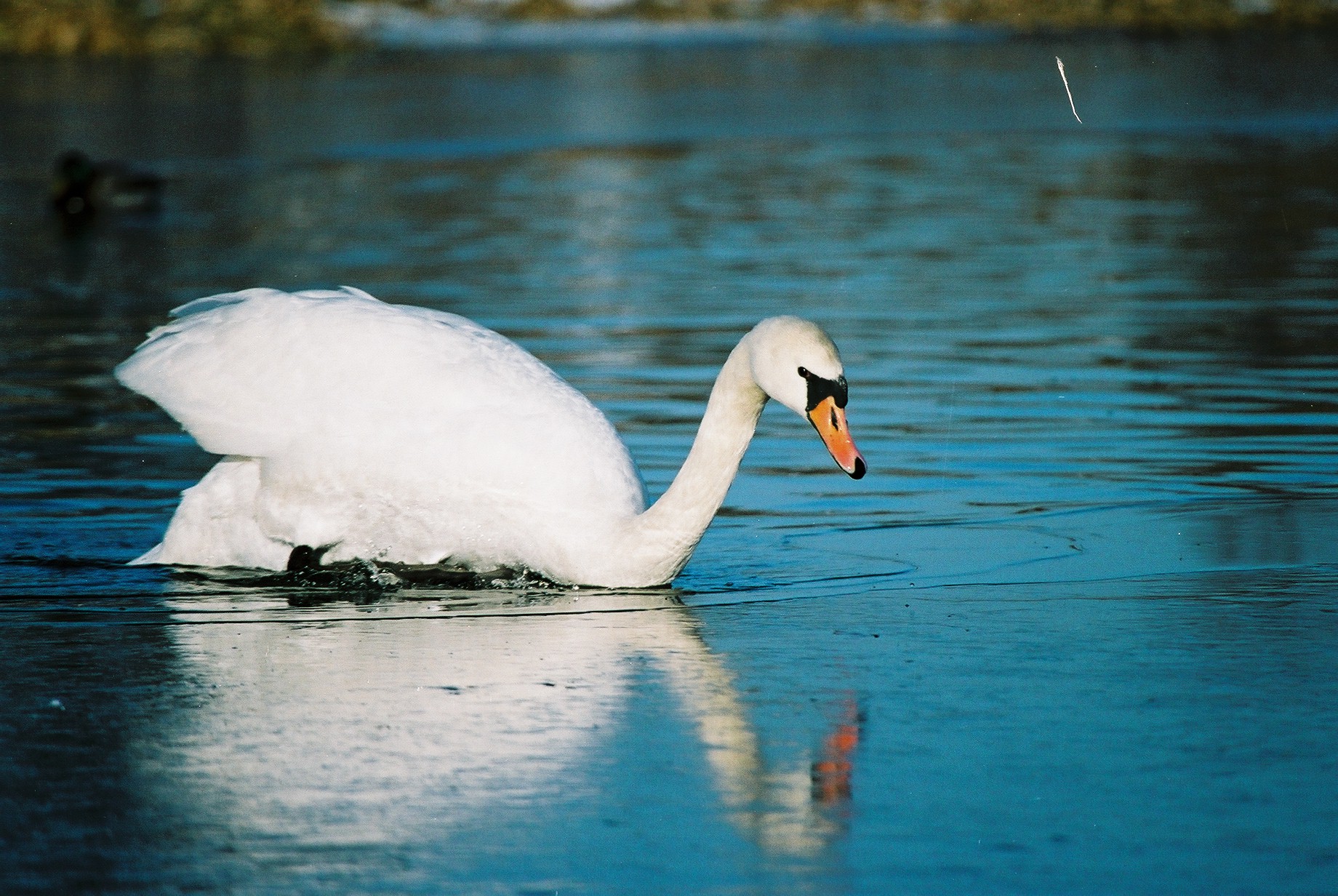 ŁABĘDZIE - Gify i Obrazki na Animowane-Gify.pl